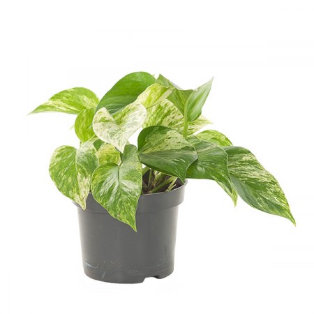Scindapsus Epipremnum Marble Queen - P12